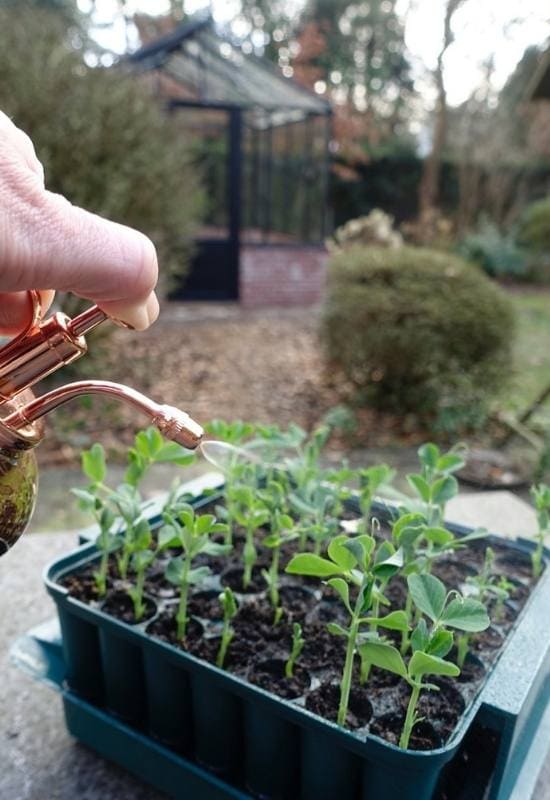 When And How To Water Your Seedlings and Seeds The Right Way
