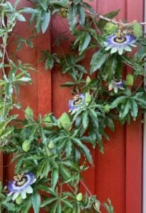 15 Fast Growing Flowering Vines To Elevate Your Garden In No Time