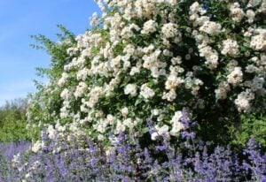 18 Most Fragrant Flowers for a Divinely Scented Garden
