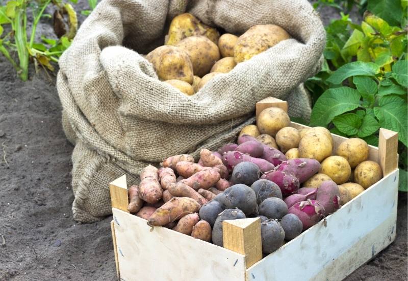 10 Best Heirloom Potato Varieties to Grow & What Makes Them So Special