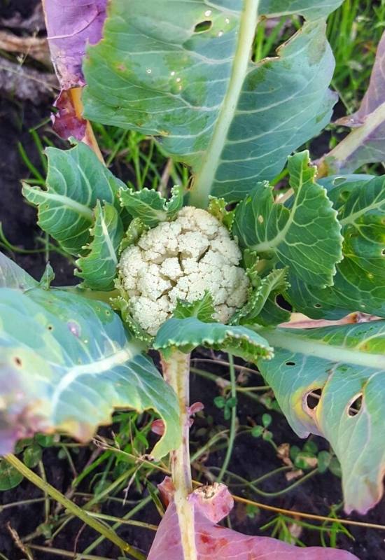 What Are The Black Spots on Cauliflower And Are Are They Safe to Eat?