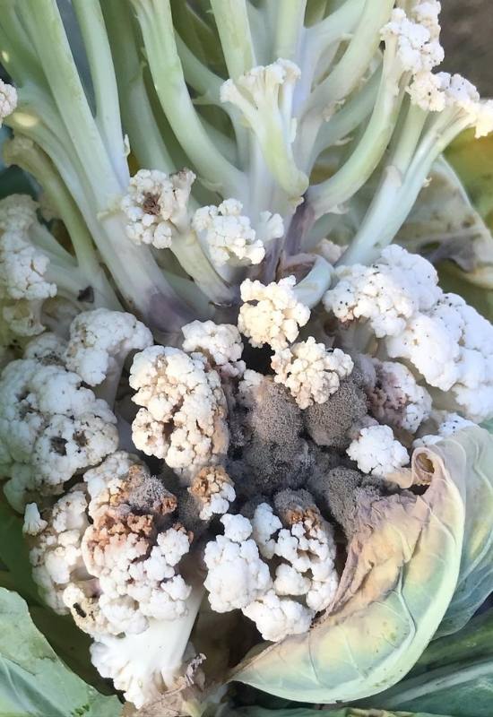What Are The Black Spots on Cauliflower And Are Are They Safe to Eat?