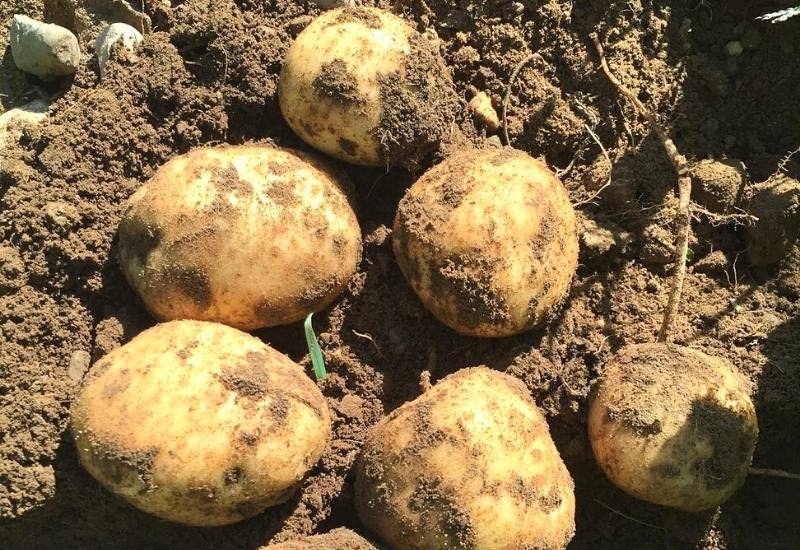10 Best Heirloom Potato Varieties to Grow & What Makes Them So Special