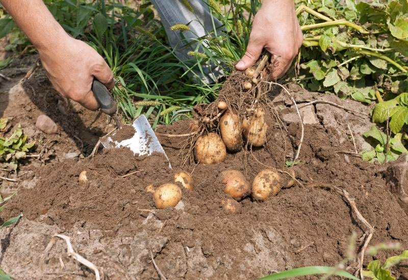 10 Best Heirloom Potato Varieties to Grow & What Makes Them So Special