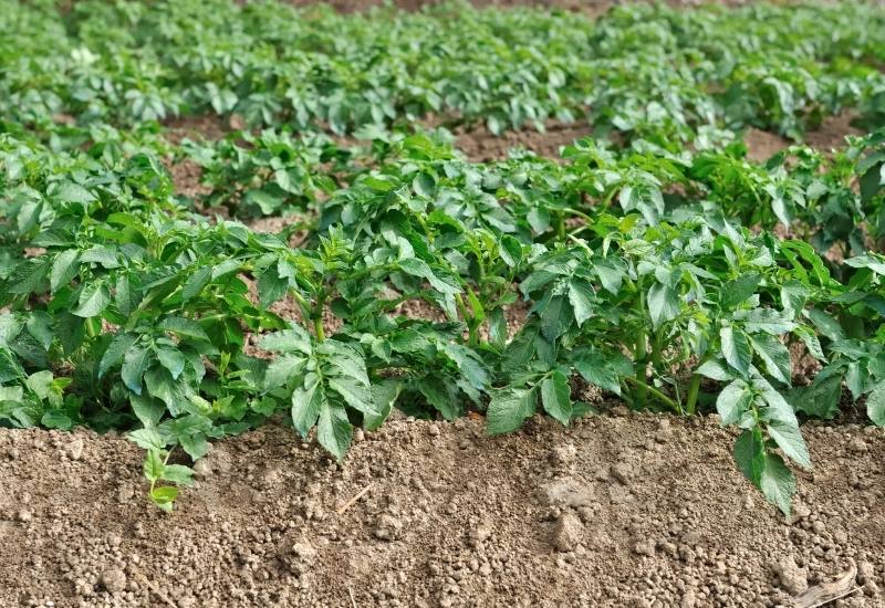 10 Best Heirloom Potato Varieties to Grow & What Makes Them So Special