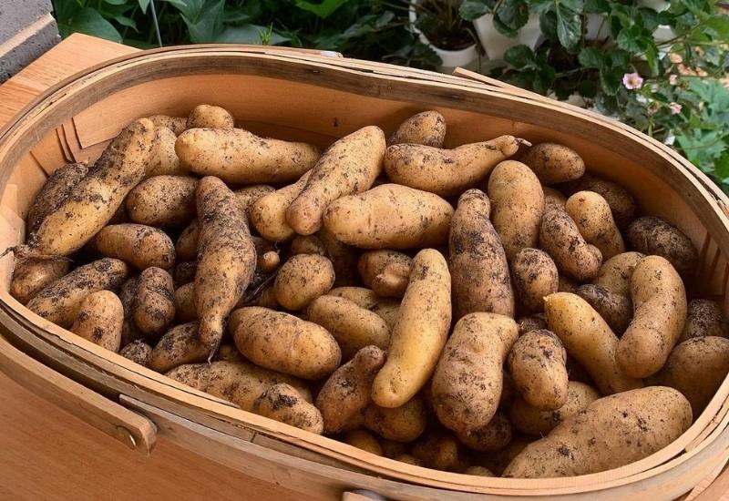 10 Best Heirloom Potato Varieties to Grow & What Makes Them So Special