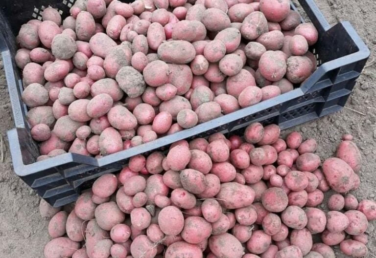 10 Best Heirloom Potato Varieties to Grow & What Makes Them So Special