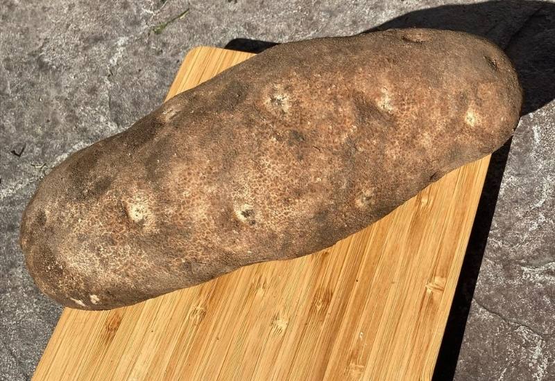 10 Best Heirloom Potato Varieties to Grow & What Makes Them So Special