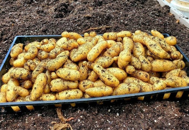 10 Best Heirloom Potato Varieties to Grow & What Makes Them So Special