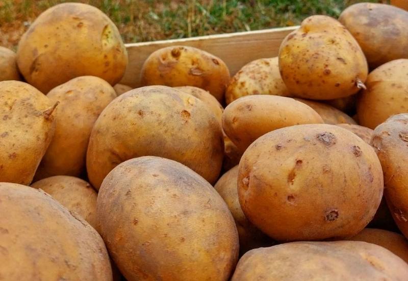 10 Best Heirloom Potato Varieties to Grow & What Makes Them So Special