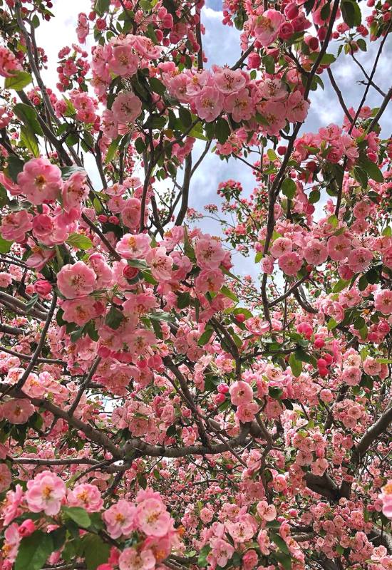 12 Pink Flowering Trees that Add a Feminine Flair to Your Garden