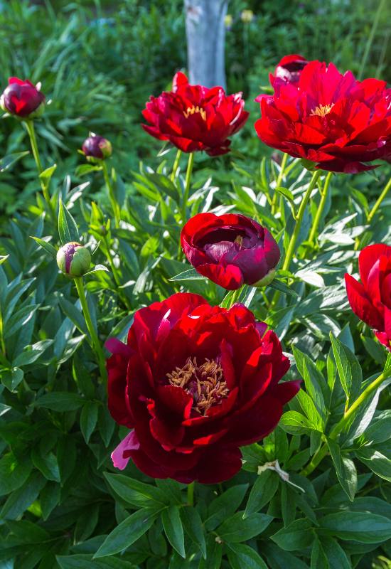 12 Striking Red Peony Varieties to Make Your Flower Garden Pop