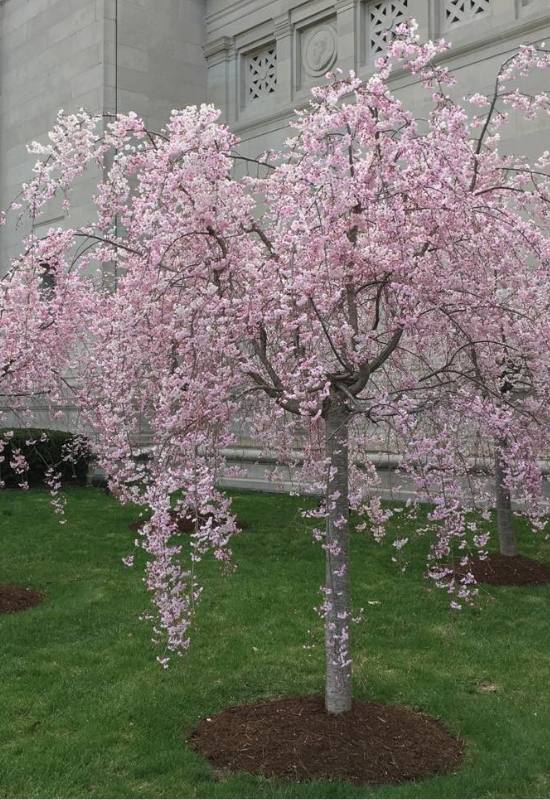 12 Pink Flowering Trees that Add a Feminine Flair to Your Garden