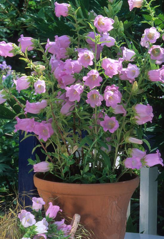 15 Stunning Bell-Shaped Flowers That Add Grace and Elegance to Any Garden