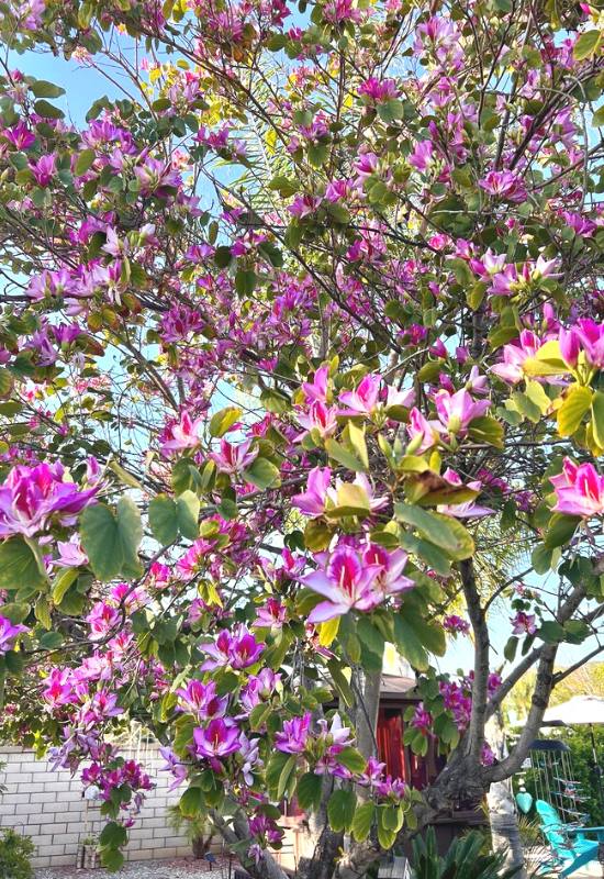 12 Pink Flowering Trees that Add a Feminine Flair to Your Garden