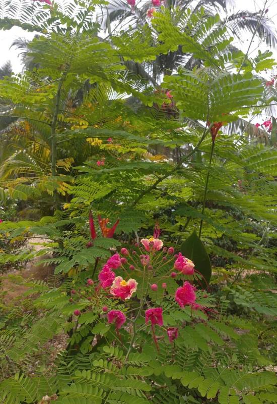 12 Pink Flowering Trees that Add a Feminine Flair to Your Garden