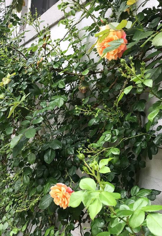 15 Beautiful & Fragrant Climbing Rose Varieties for Your Trellis or Pergola