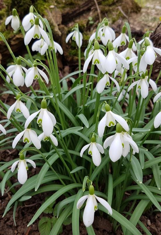 8 Winter Flowering Bulbs to Brighten Your Snowy Garden (Their Planting ...