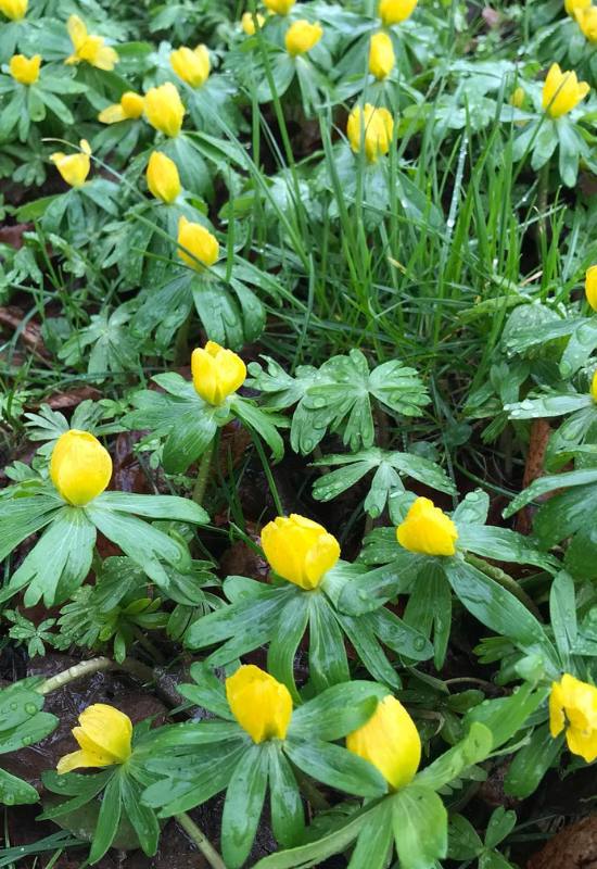 8 Winter Flowering Bulbs to Brighten Your Snowy Garden (Their Planting ...