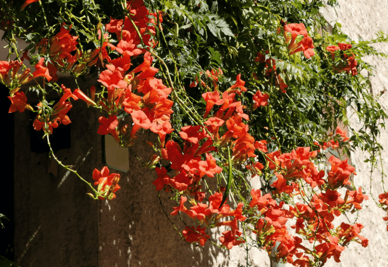12 Orange Flowering Vines That Will Add More Color To Your Garden