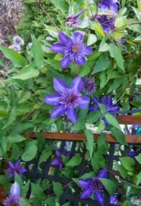 Clematis Types & 20 Best Varieties for Early, Repeat and Late Season Blooms