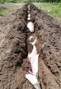 4 Effective Ways To Use Fish Scraps as Natural Garden Fertilizer