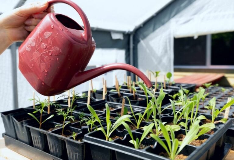 When And How To Water Your Seedlings and Seeds The Right Way