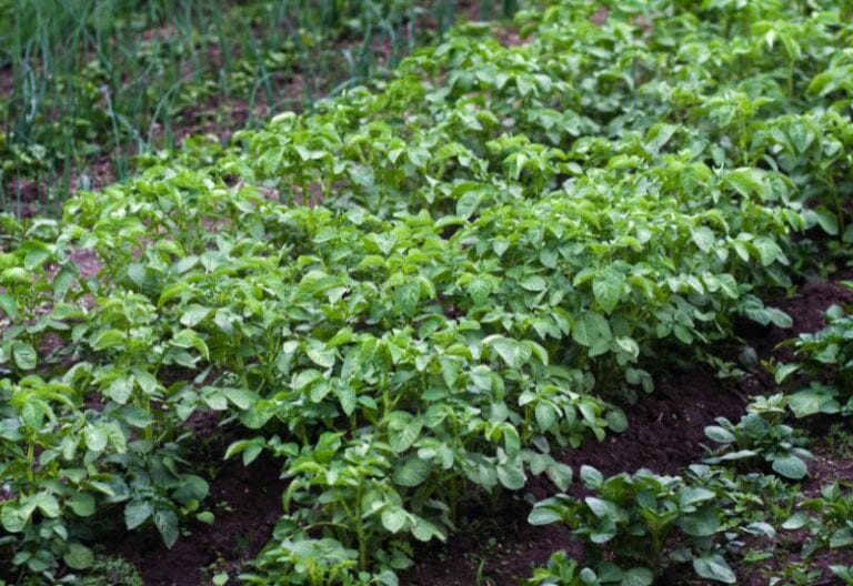 Determinate vs Indeterminate Potatoes: What’s the Difference?