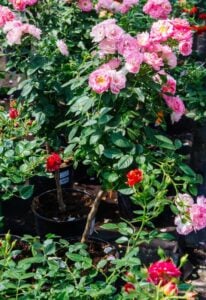 Container Roses: How to Plant and Care for Roses in Pots Like a Pro