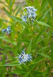 20 Blue Flowering Perennials to Add Some Serenity to Your Garden