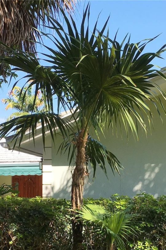 Types of Palm Trees in Florida: 15 Native & Common Varieties That Grow ...