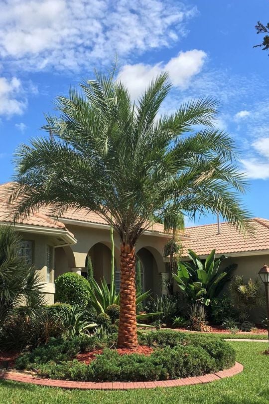 Types of Palm Trees in Florida: 15 Native & Common Varieties That Grow ...