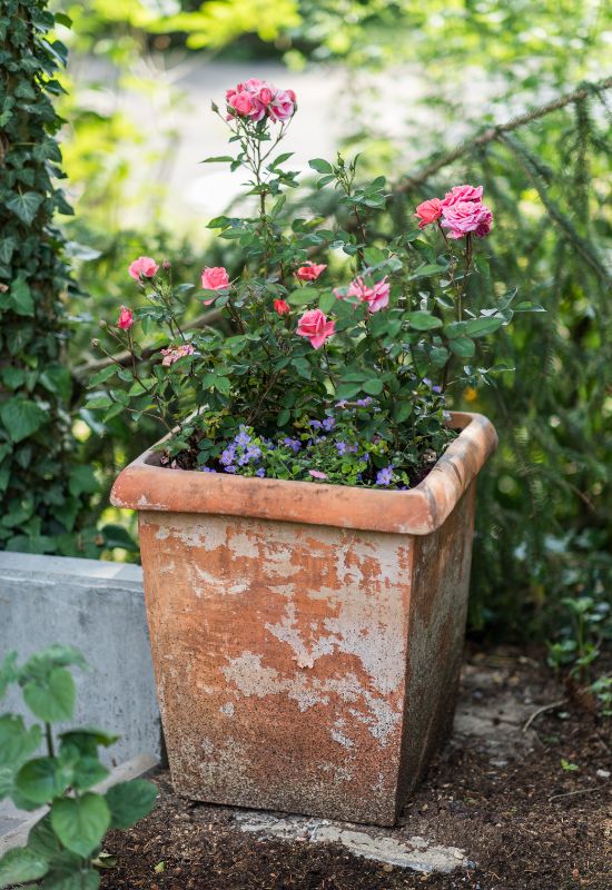 Container Roses: How to Plant and Care for Roses in Pots Like a Pro