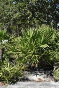 Types of Palm Trees in Florida: 15 Native & Common Varieties That Grow ...