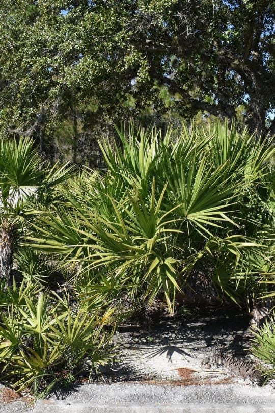 Types of Palm Trees in Florida: 15 Native & Common Varieties That Grow ...