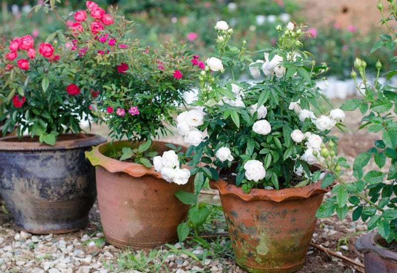 Container Roses: How to Plant and Care for Roses in Pots Like a Pro