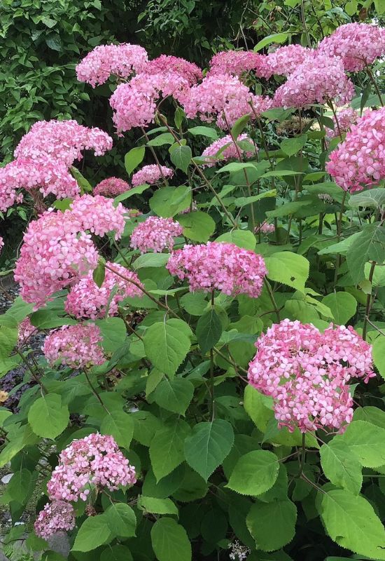 12 Striking Pink Hydrangea Varieties for a Romantic and Feminine Garden