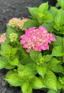 12 Striking Pink Hydrangea Varieties for a Romantic and Feminine Garden