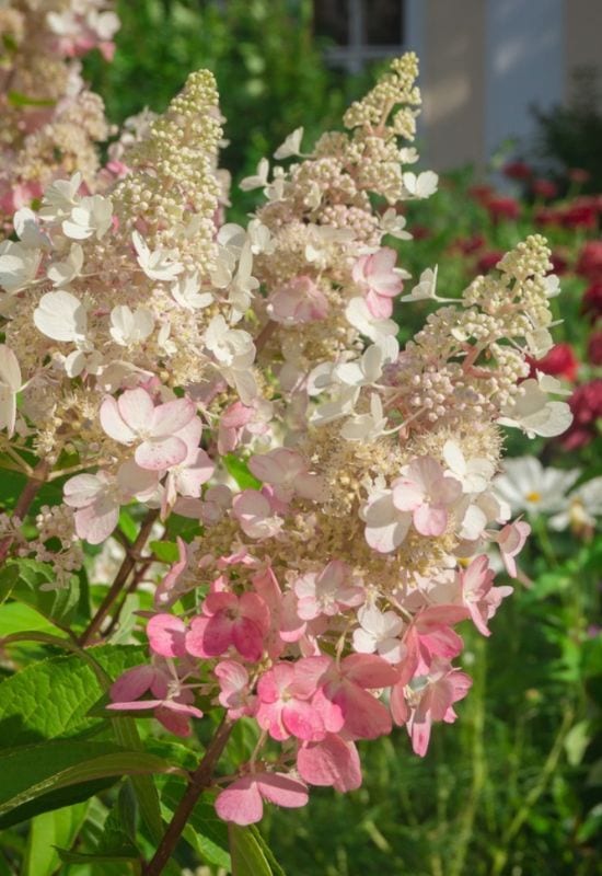 12 Striking Pink Hydrangea Varieties for a Romantic and Feminine Garden