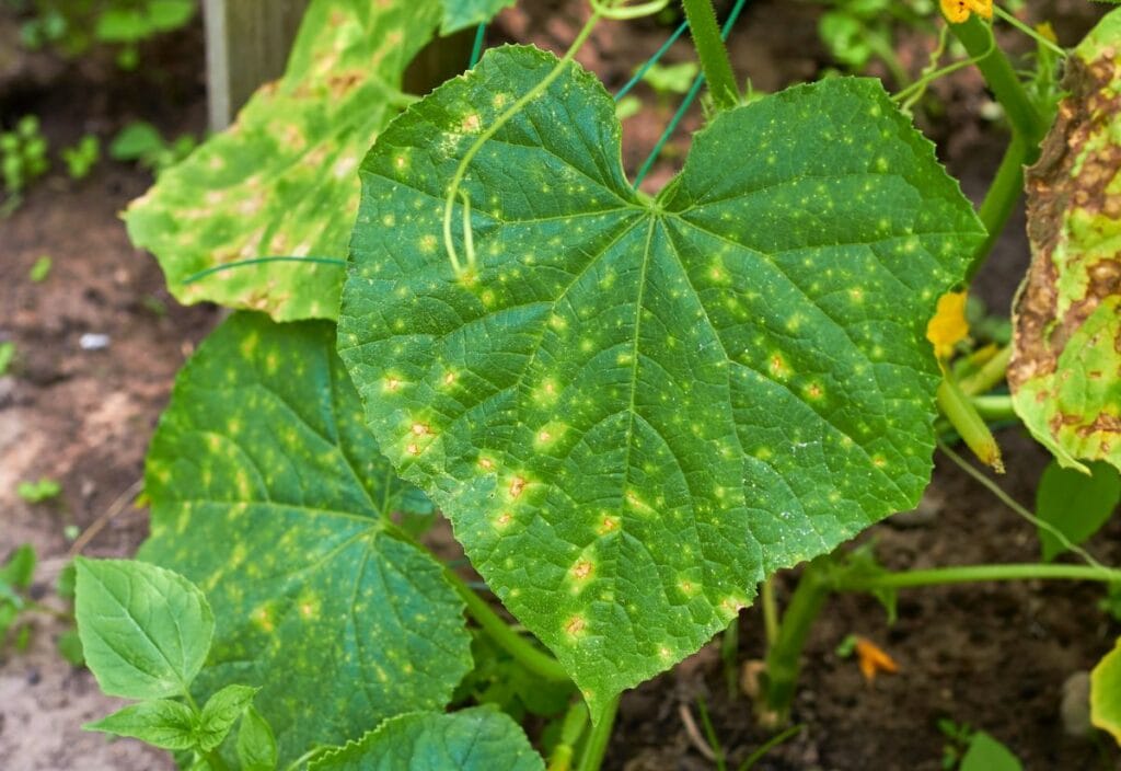 7 Reasons Why Your Cucumber Leaves Have Yellow Spots and How to Treat Them