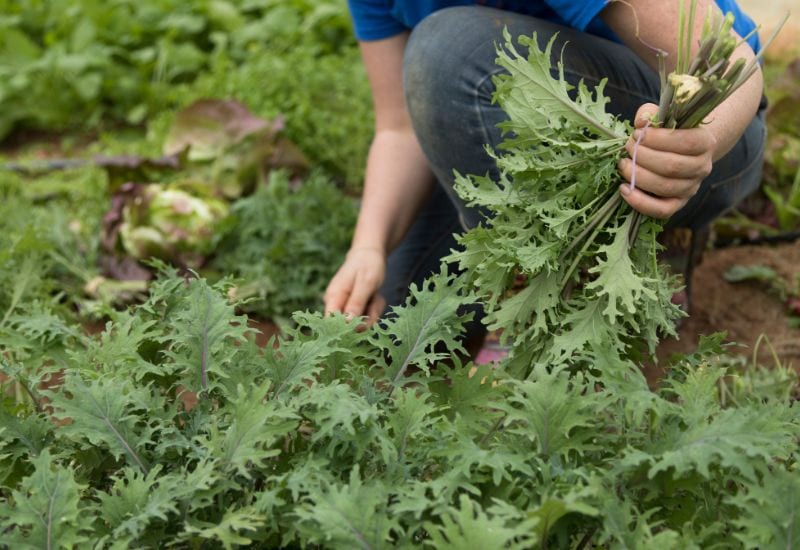 10 Exotic Arugula Varieties to Jazz Up Your Garden and Salads