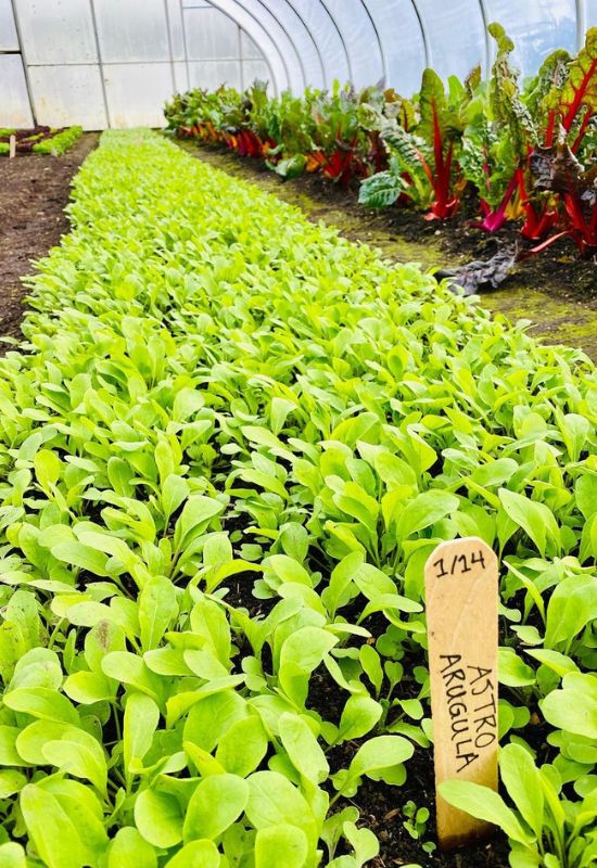 10 Exotic Arugula Varieties to Jazz Up Your Garden and Salads