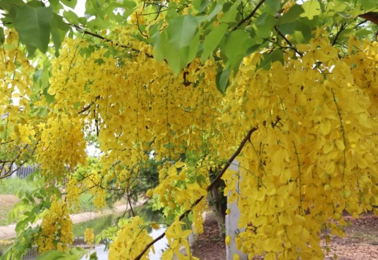 12 Colorful Cassia Tree Varieties To Bring Elegance to Your Yard