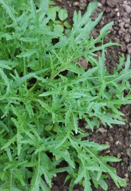 10 Exotic Arugula Varieties to Jazz Up Your Garden and Salads