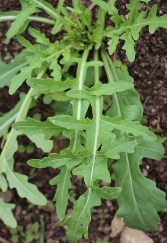 10 Exotic Arugula Varieties to Jazz Up Your Garden and Salads