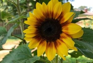 12 Dwarf Sunflower Varieties That Are Perfect for Small Spaces