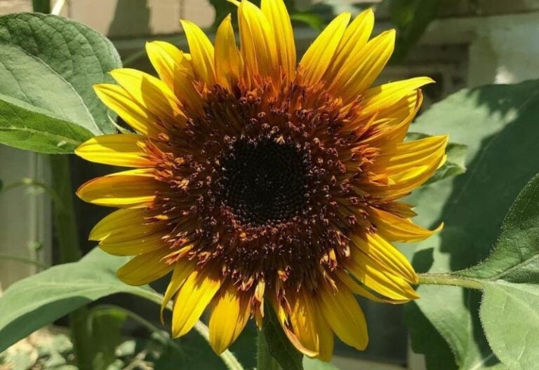 12 Dwarf Sunflower Varieties That Are Perfect for Small Spaces