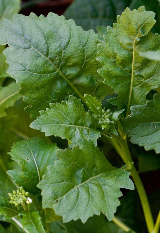 10 Exotic Arugula Varieties to Jazz Up Your Garden and Salads