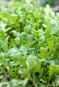 10 Exotic Arugula Varieties to Jazz Up Your Garden and Salads