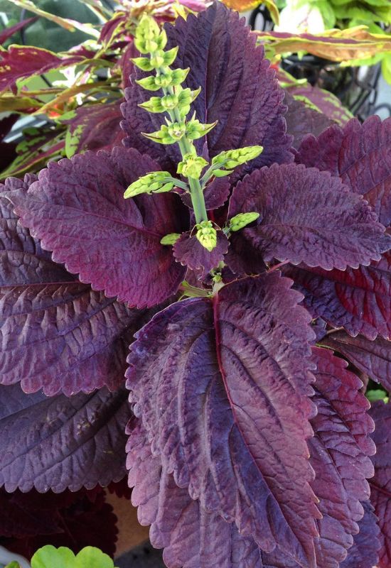 25 Colorful Coleus Plant Varieties to Set Your Garden or Home Ablaze